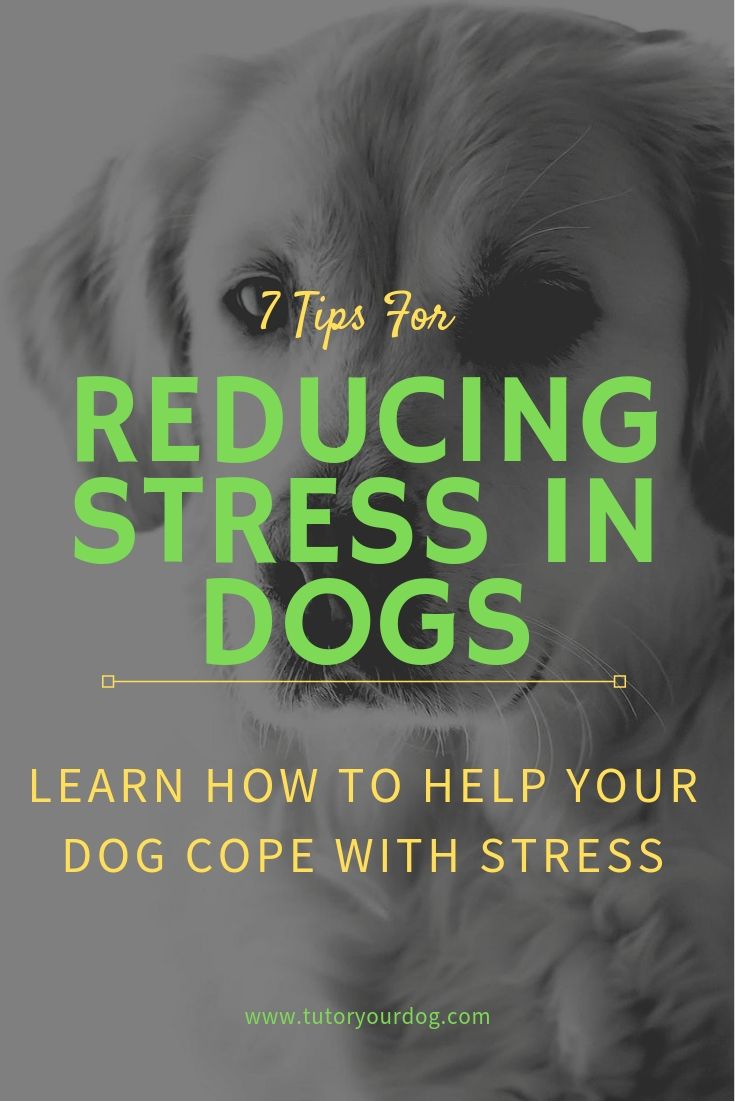 7 Tips For Reducing Stress On Dogs - Tutor Your Dog