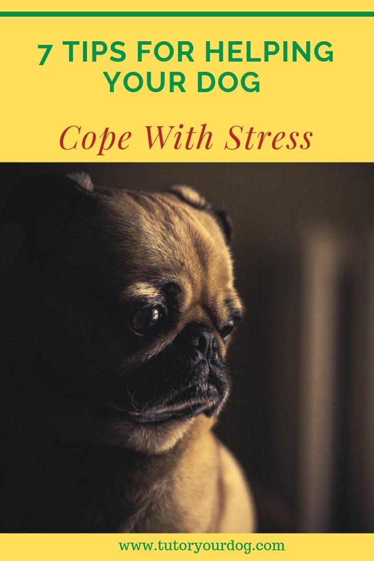 7 Tips For Reducing Stress On Dogs - Tutor Your Dog