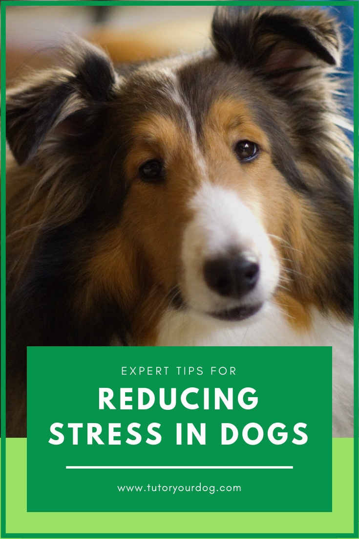 7 Tips For Reducing Stress On Dogs - Tutor Your Dog
