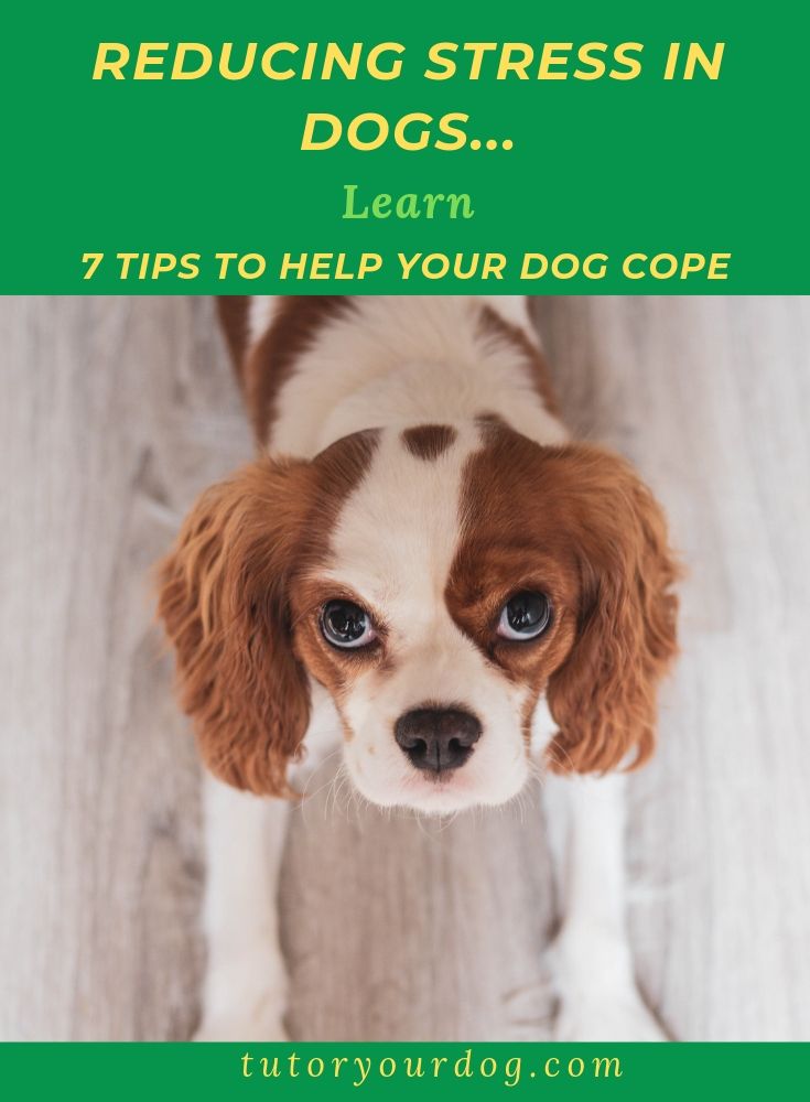 7 Tips For Reducing Stress On Dogs - Tutor Your Dog