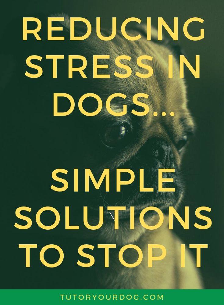 7 Tips For Reducing Stress On Dogs - Tutor Your Dog