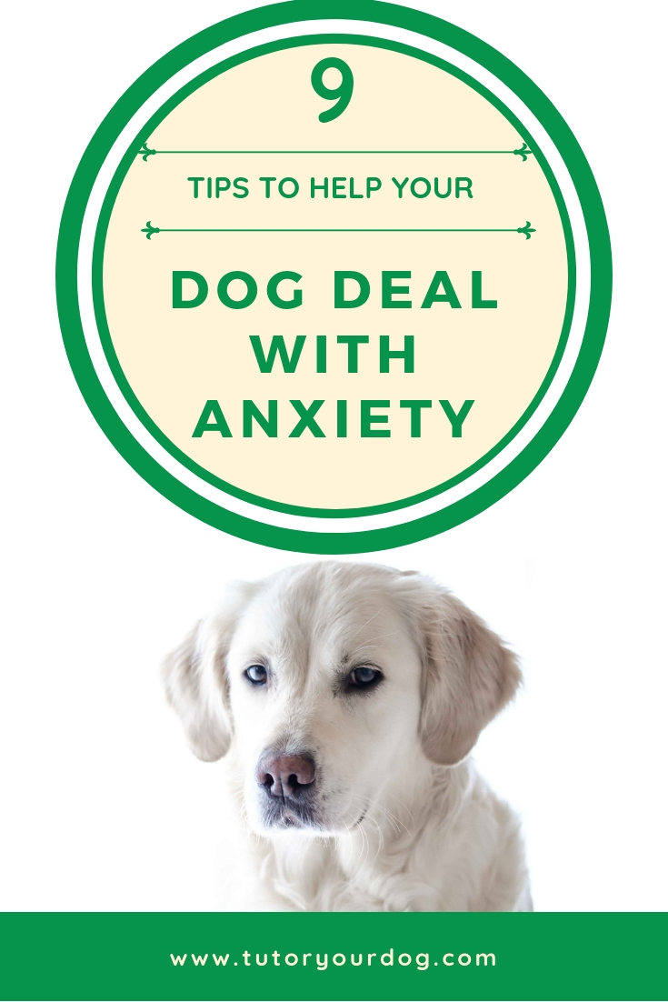 9 Tips To Help A Dog With Anxiety - Tutor Your Dog