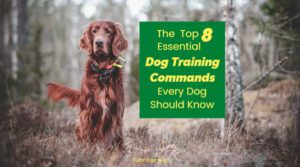 The Top 8 Essential Dog Training Commands Every Dog Should Know - Tutor ...